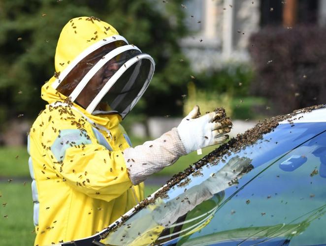 Millions of bees fell off a truck in Burlington