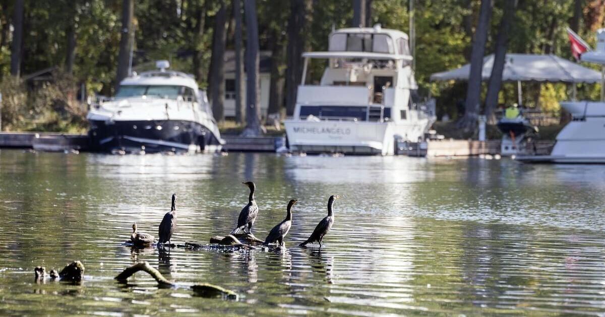 How cormorants are wreaking havoc on the Toronto Islands