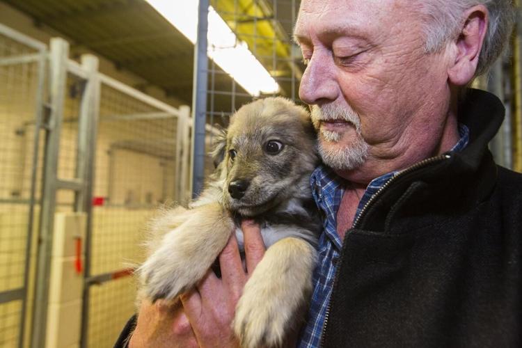 Dog fight: Rift grows between Niagara’s humane societies