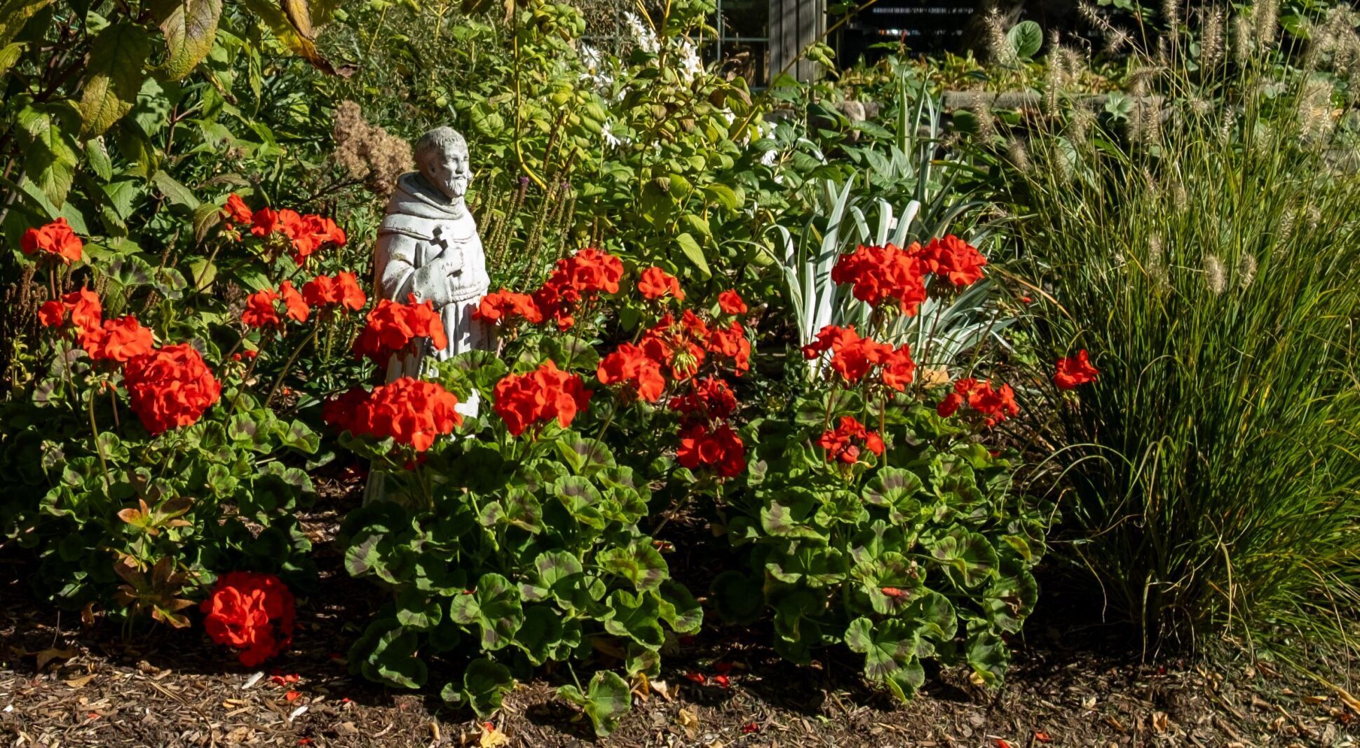 Recycling geraniums — simple and cost effective