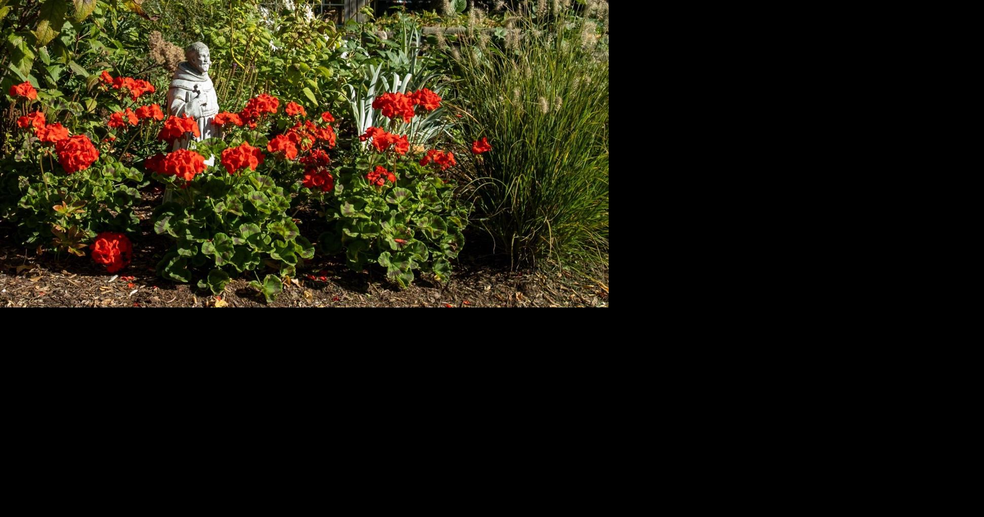 Recycling geraniums — simple and cost effective
