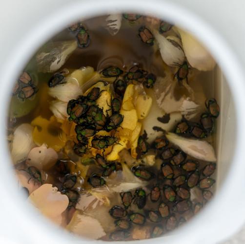 Japanese beetle a voracious garden pest