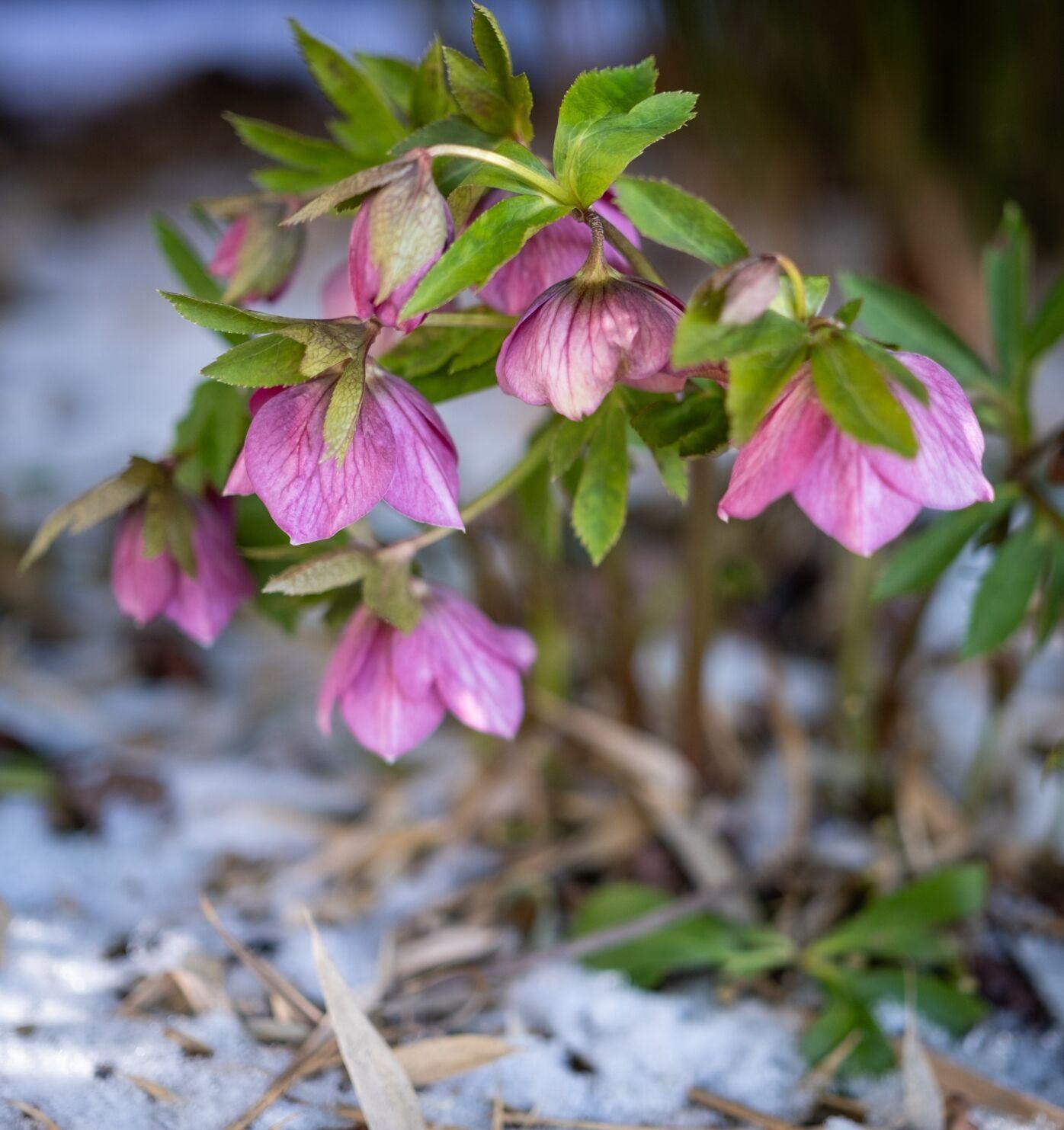 Hellebores earn their keep