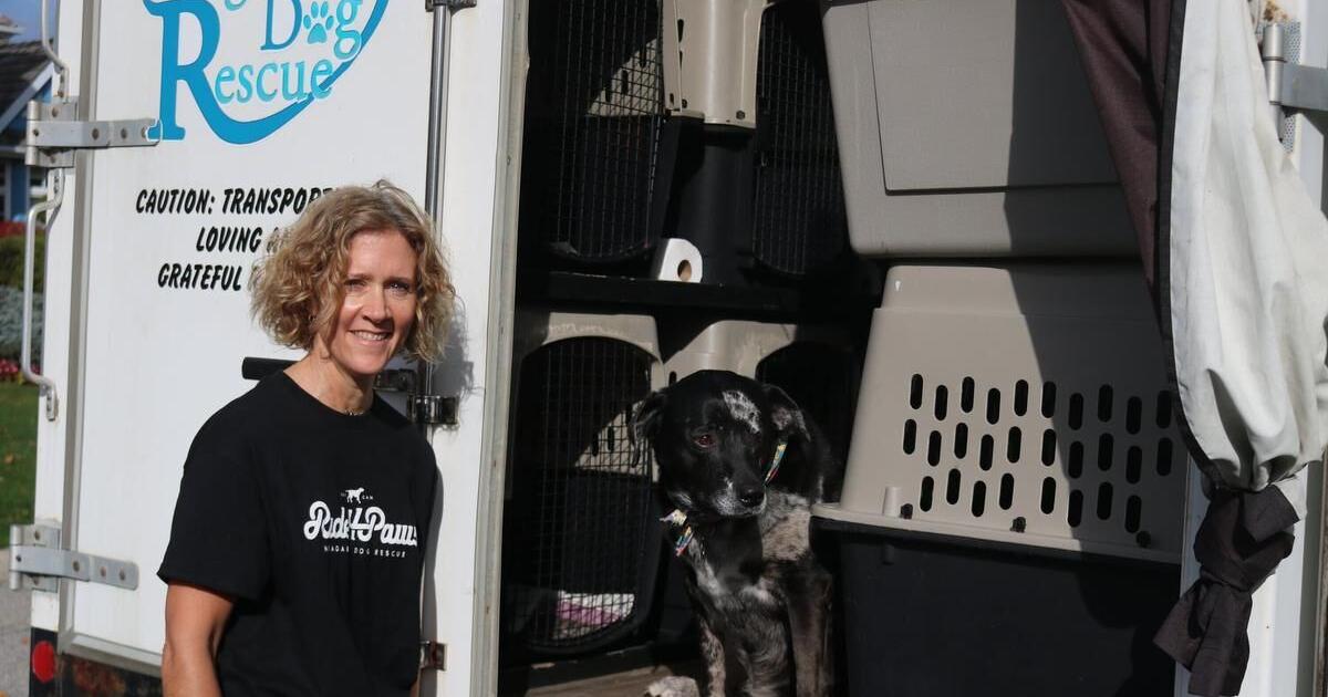 Manitoba dogs heading to Niagara to find new homes
