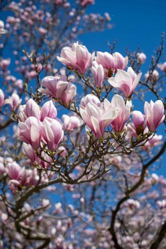 Magnolias a fleeting but brilliant addition to the landscape
