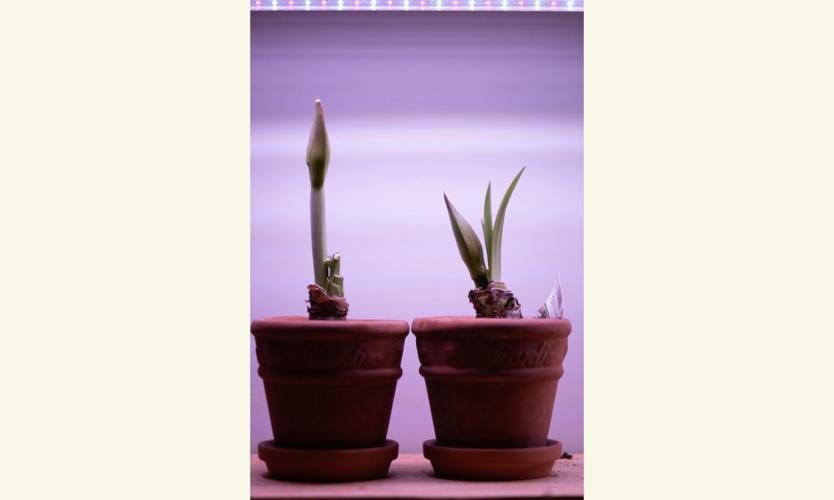 Amaryllis — more than just Christmas flowers