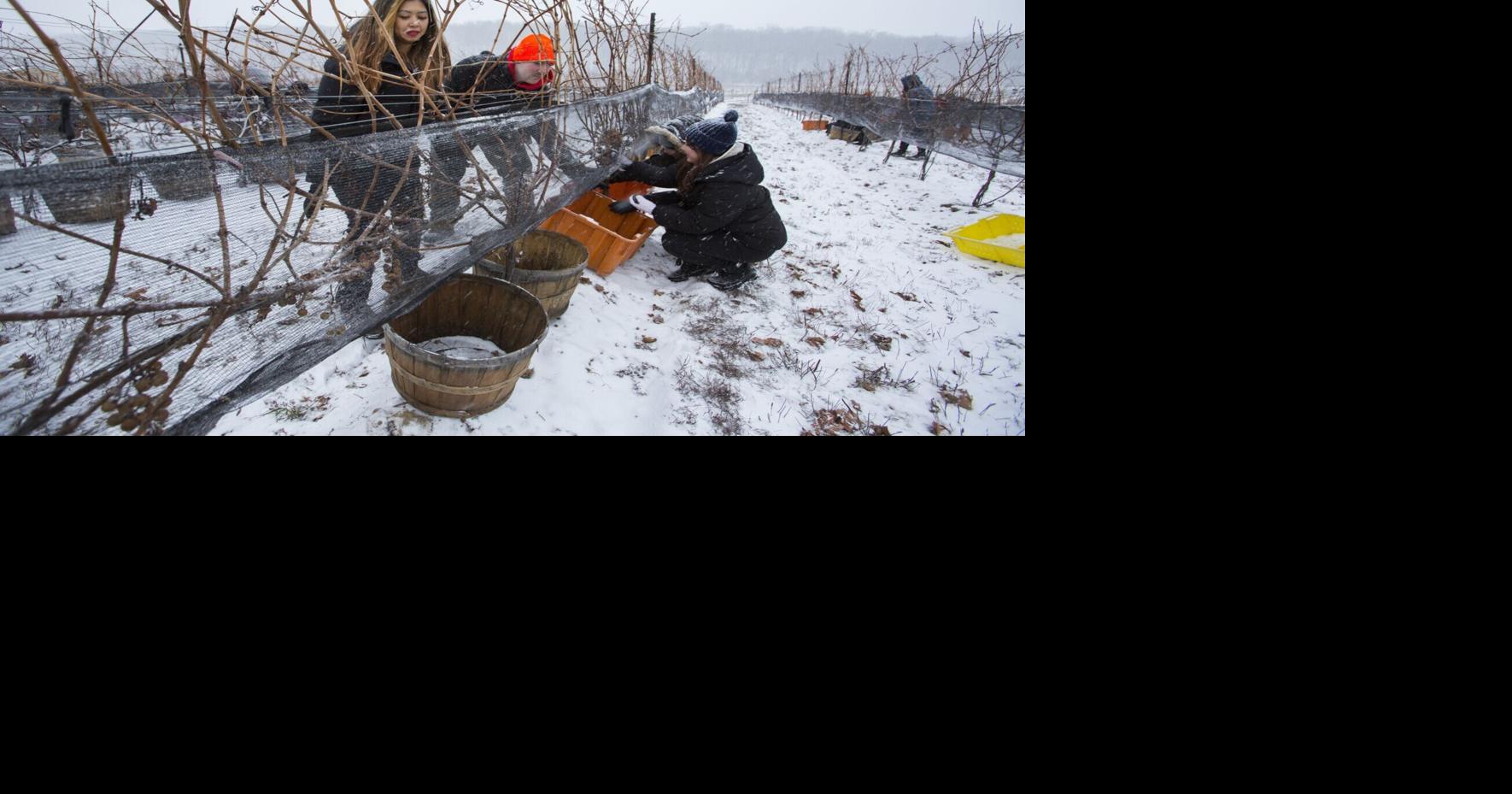 Photos: Cold snap ripe for icewine grape harvest