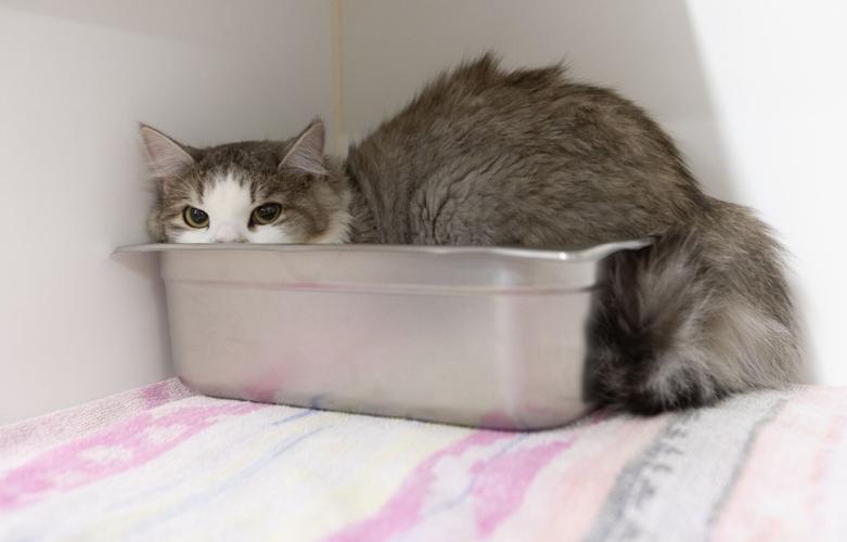 Cats found abandoned in hot, cramped bin in St. Catharines