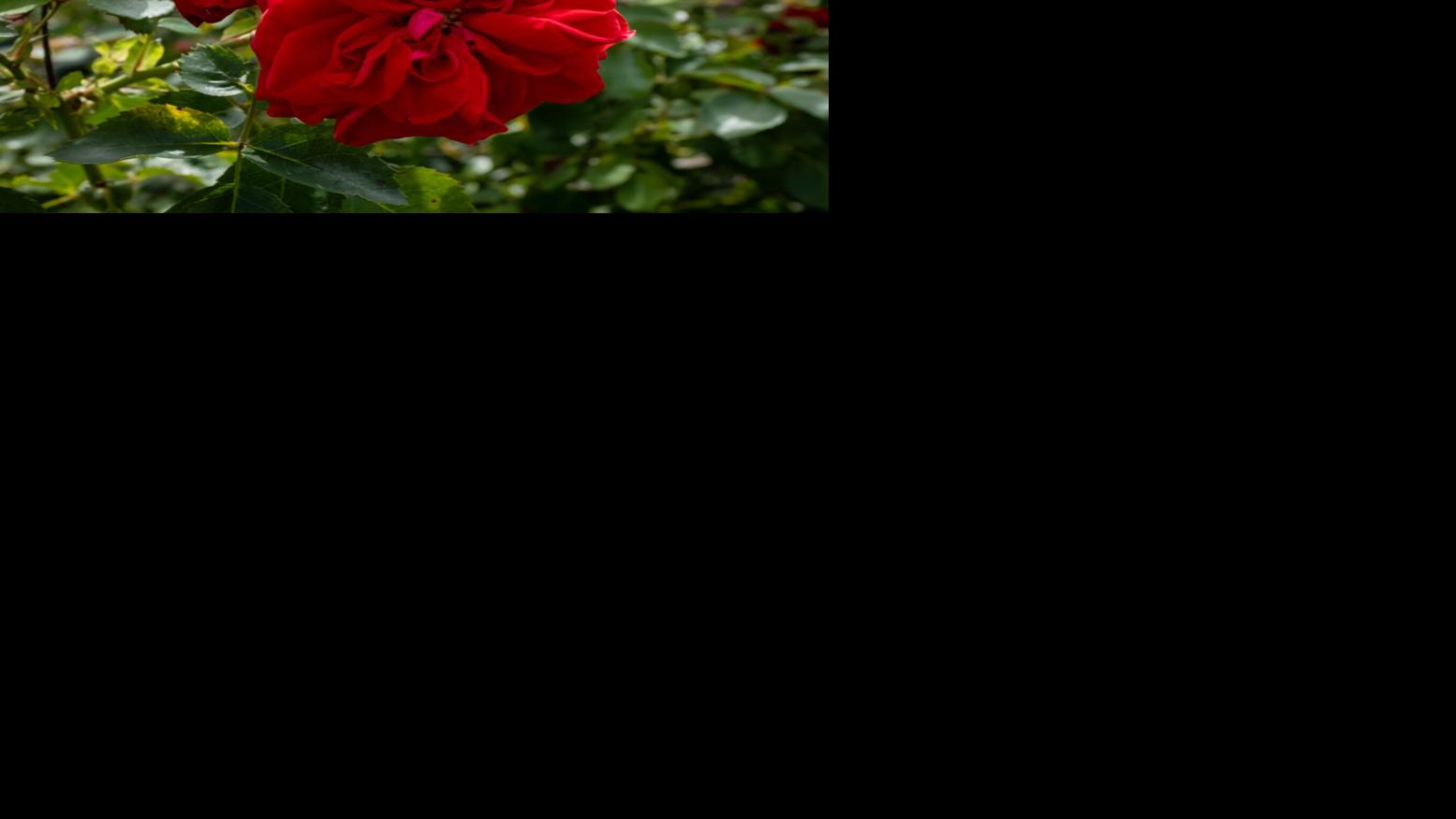 Expert tips from National Garden Bureau’s rose panel