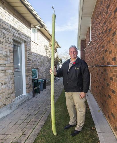 Thorold attempt at record zucchini draws late night laughs