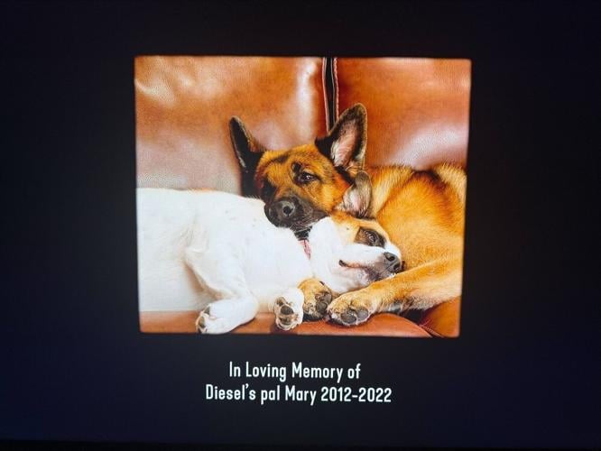 Real-life dog poisoning mystery roiling ‘Hudson & Rex’