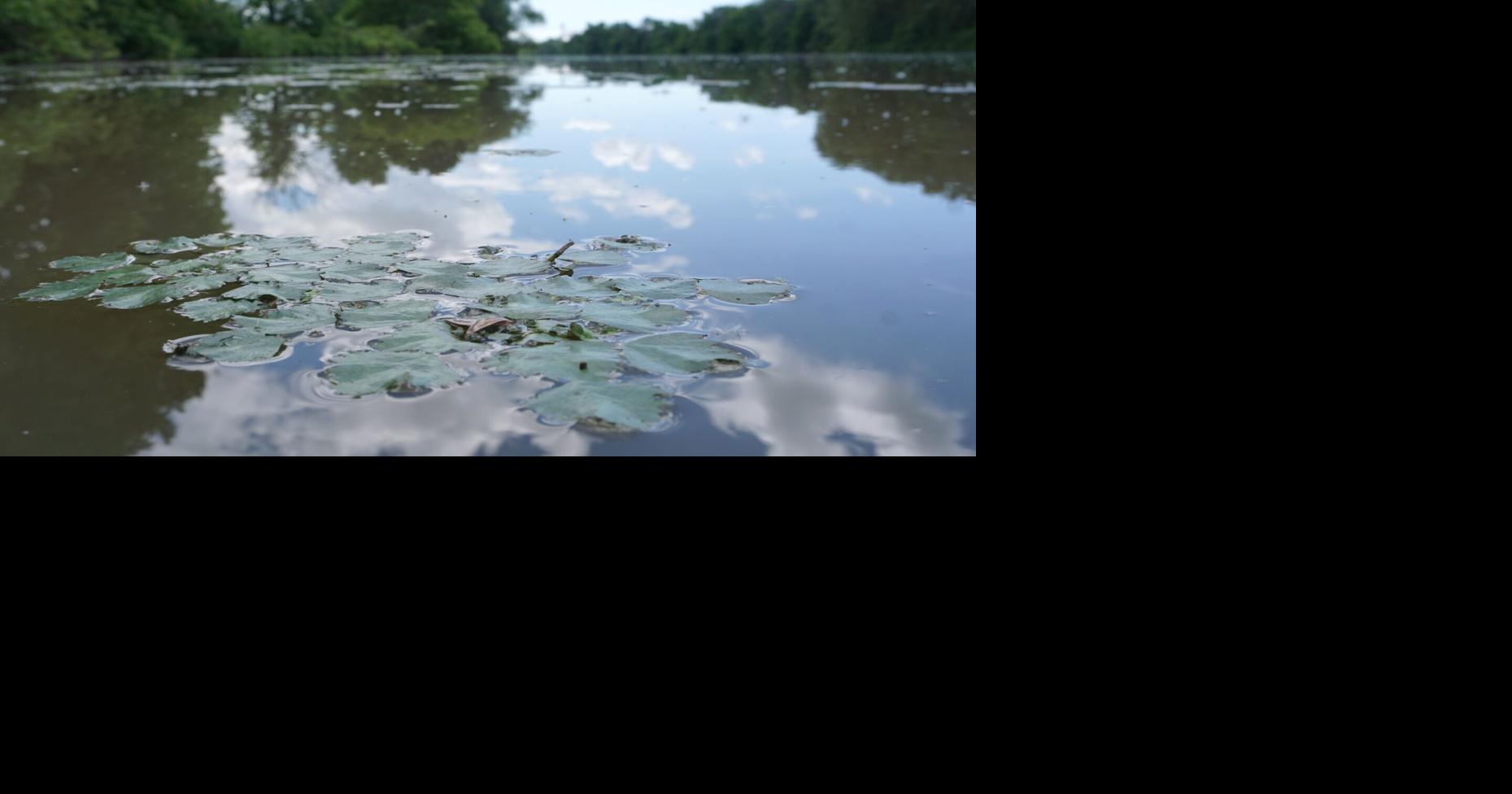 Wainfleet joins fight against invasive European water chestnut