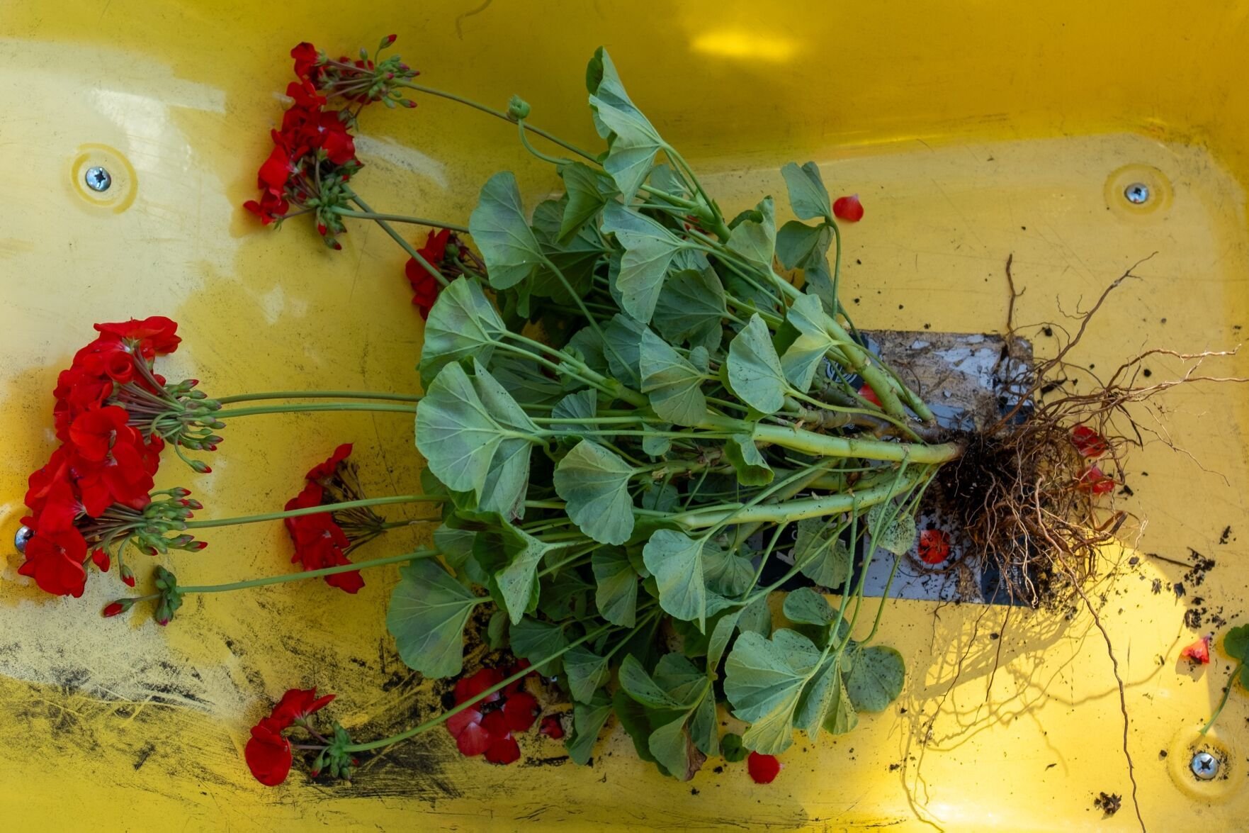 Recycling geraniums — simple and cost effective