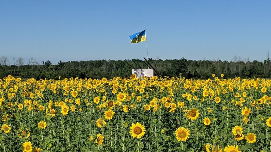 3rd Sunflower Festival shines light on Ukraine support