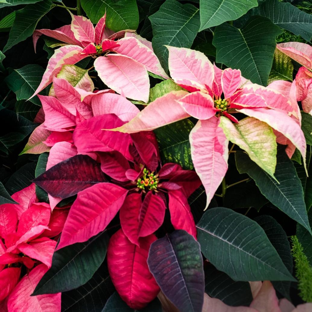 Poinsettia facts and folklore
