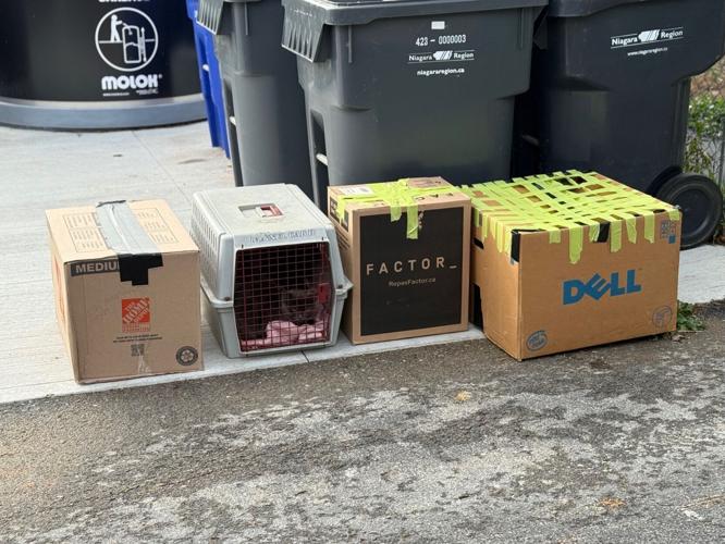 Humane society finds 25 abandoned cats in sealed boxes