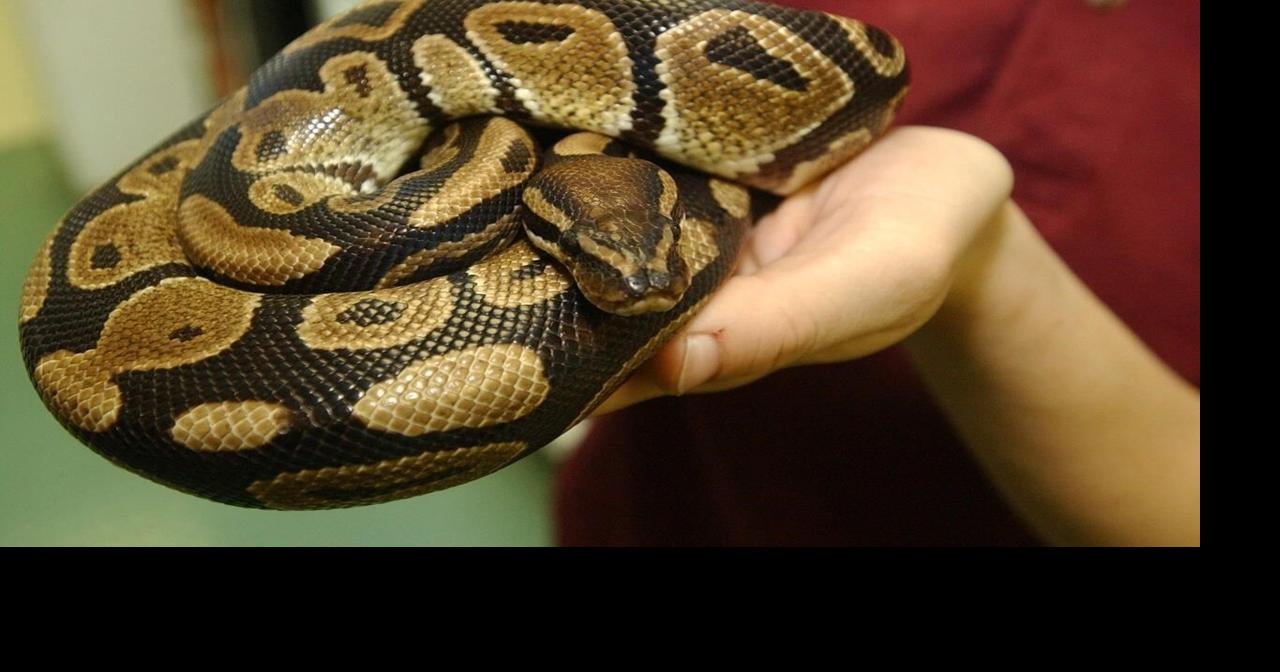 Edmonton zoo employee ‘doing well’ following Burmese python bite