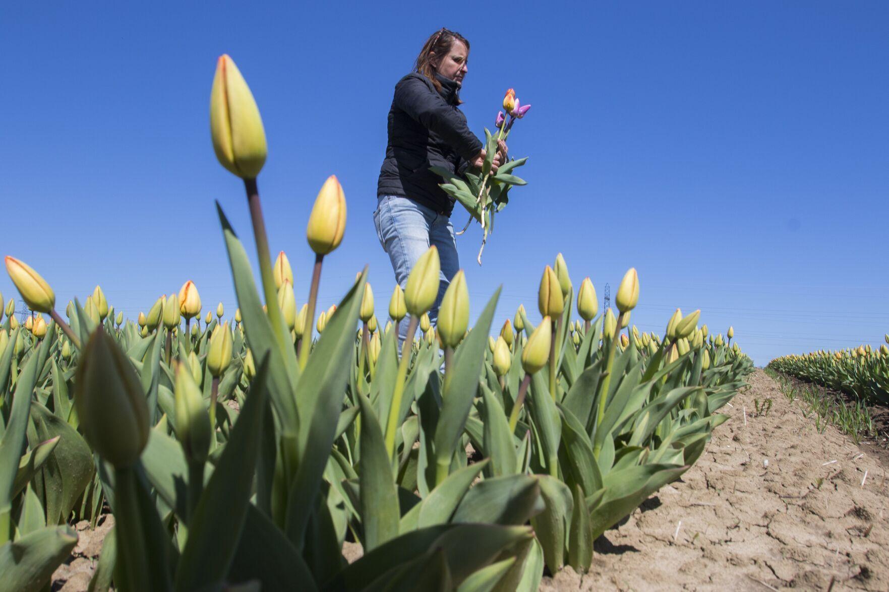 Pelham pick-your-own tulip farm awaits thousands of visitors