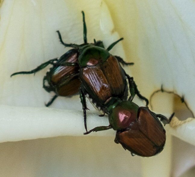 Onslaught of the Japanese beetles