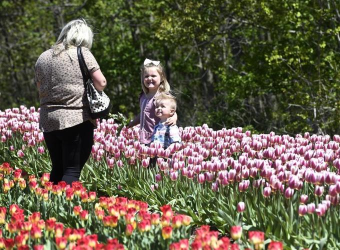 Tulips as far as the eye can see at Tasc U-Pick farm in Fenwick
