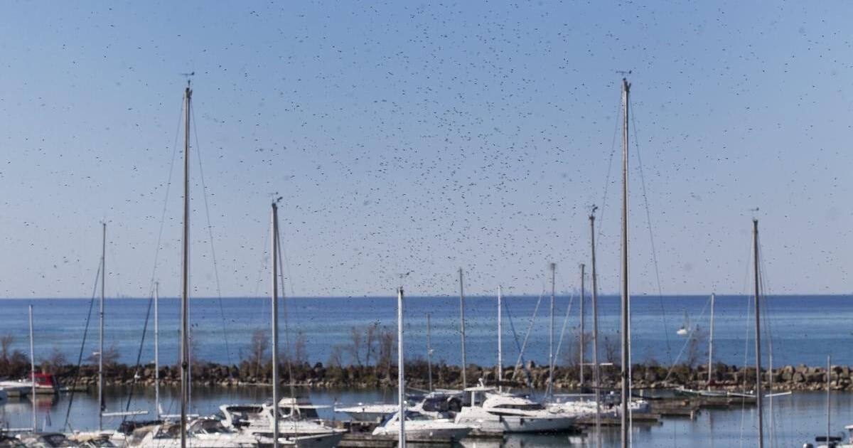 Midge season upon us, but for a short time only