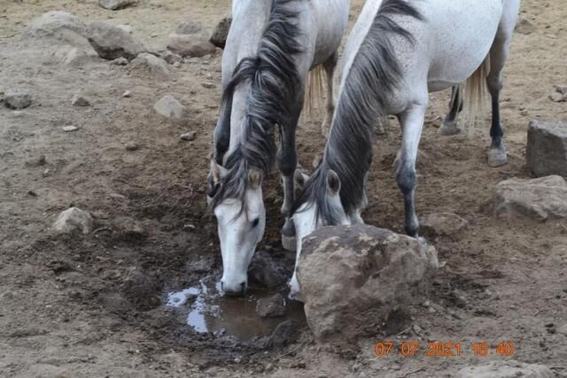 Advocates speak out as wild horse populations continue to decline in ...