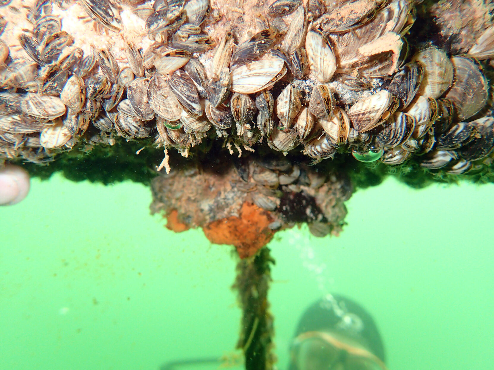 Over 11K boats inspected for aquatic invasive species in Utah during ...