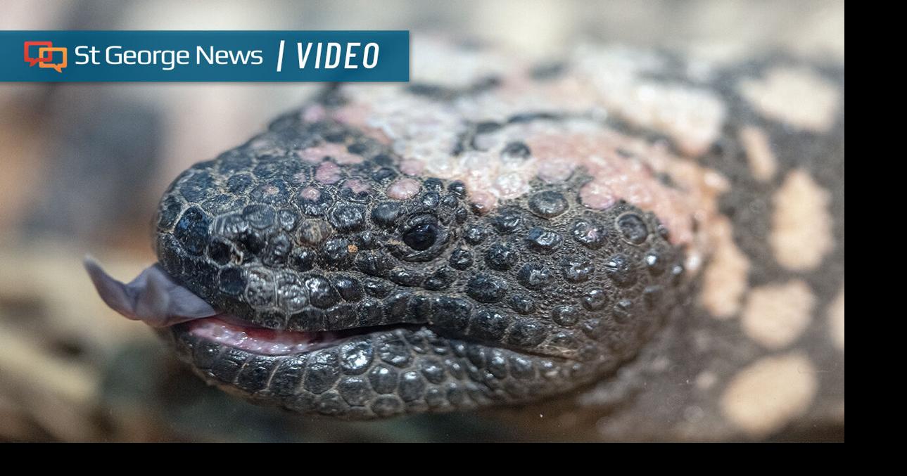 Geriatric Gila monster spends ‘lazy’ twilight years at Red Cliffs ...
