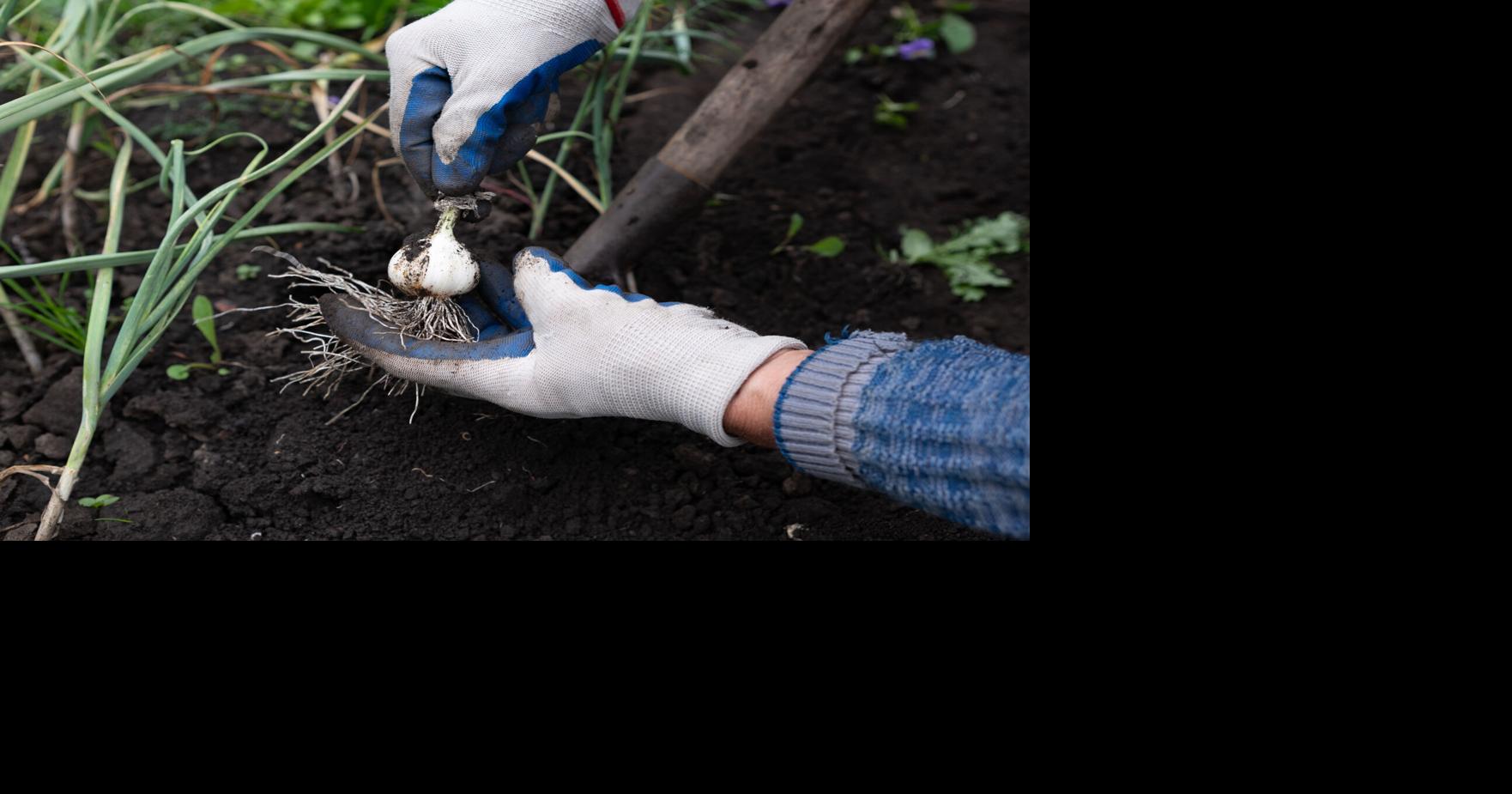 Plant garlic this fall for heart-healthy flavor all year | Home and ...