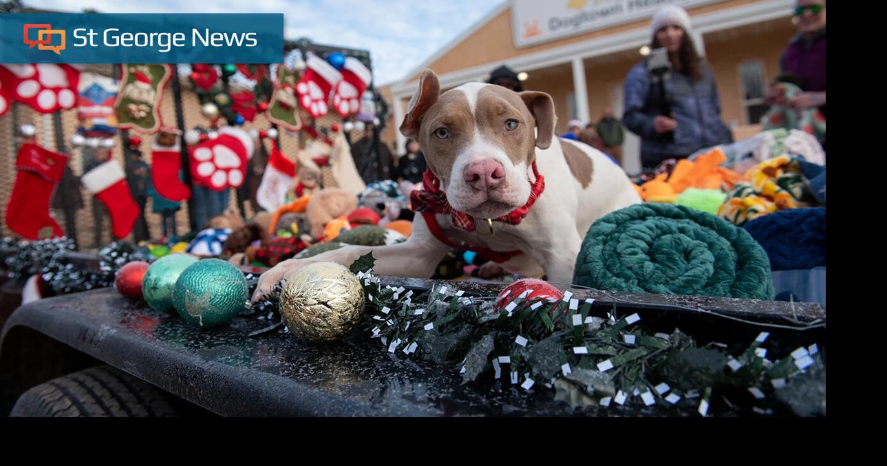 Happy howlidays! Kanab animal sanctuary dogs celebrate Christmas with ...