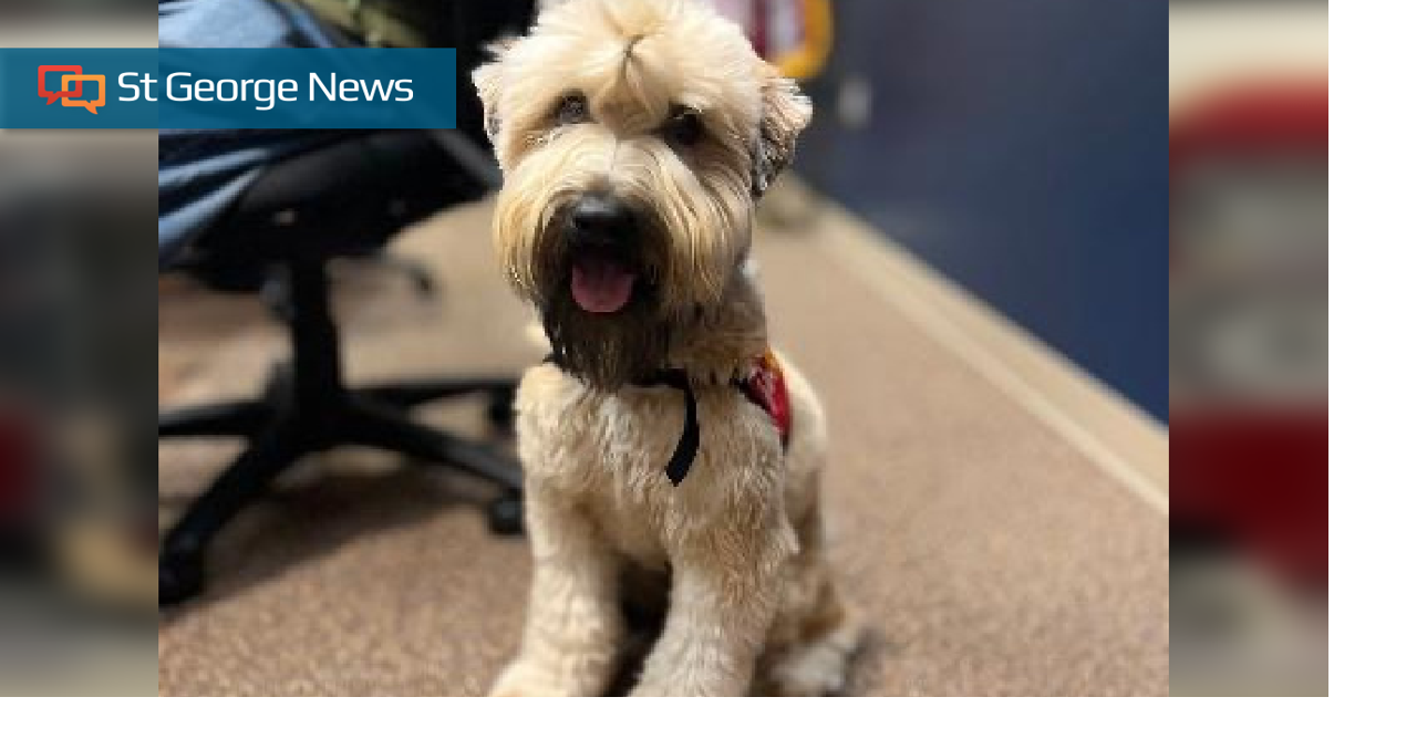 ‘Tate’ — Utah’s first certified therapy dog for first responders ...