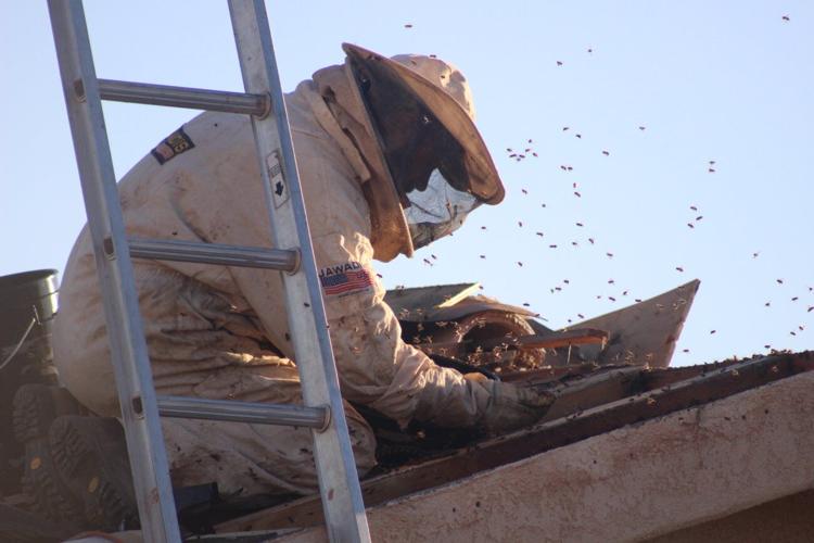 Feral bees removed from Washington City home | Local News ...