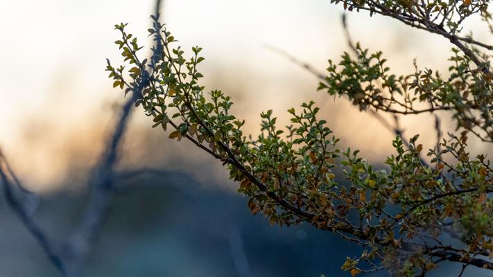 Forest bathing? Discover the health benefits of Southern Utah's native ...
