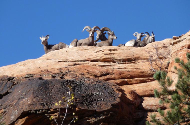 Zion Forever Project releases plans for protecting, improving Southern ...