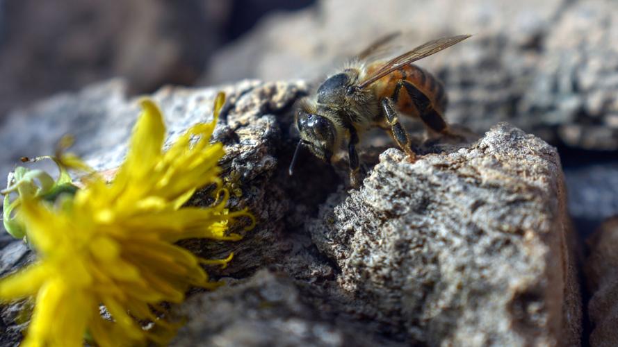 ‘A honey of a bill’: Cedar City lawmaker, bee inspector tackle Beehive ...