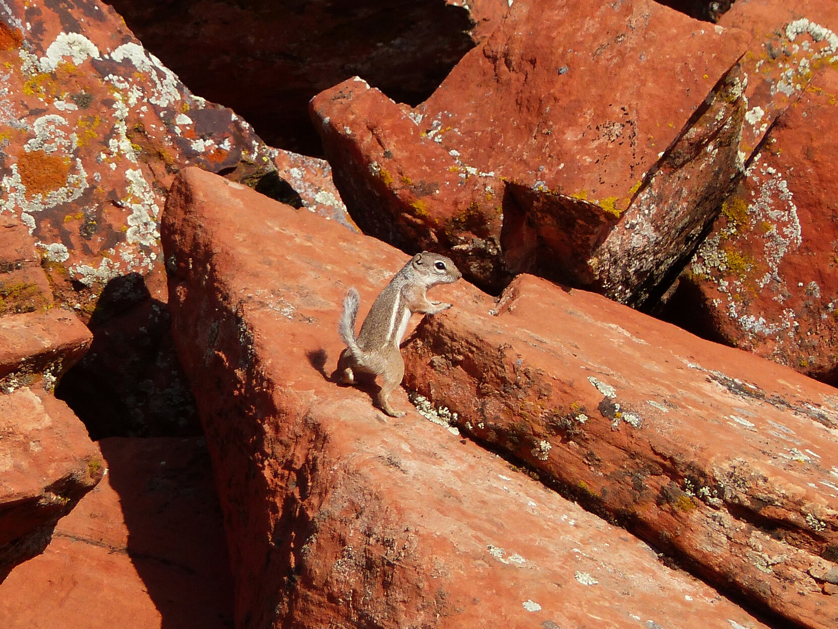 Love them or hate them: Squirrel Appreciation Day is coming up | Life ...