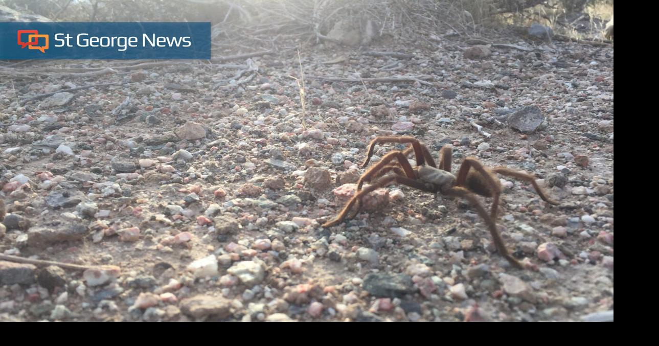After busy mating season, tarantulas in Southern Utah go to ground and ...