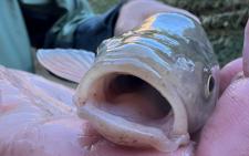 DWR stocked over 12.8 million fish throughout Utah this year | News ...