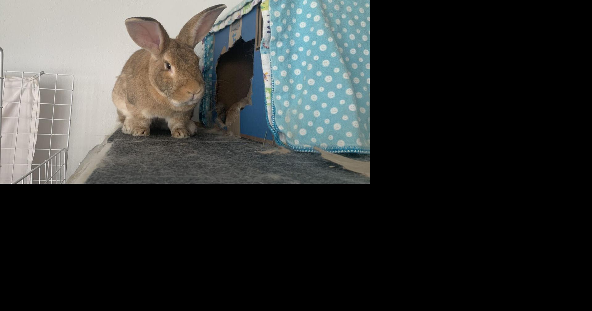 As a St. George rabbit rescue heads toward closure, dozens of rabbits ...