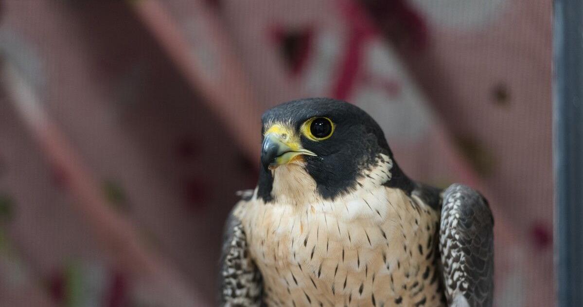 'Built for speed, born to soar': Peregrine falcon heals in Kanab animal ...