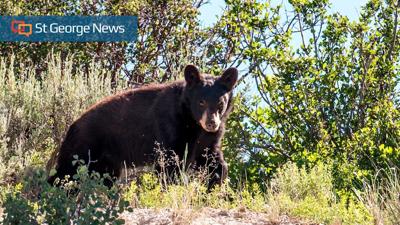Bear necessities; 6 ways to avoid conflicts in Southern Utah during ...