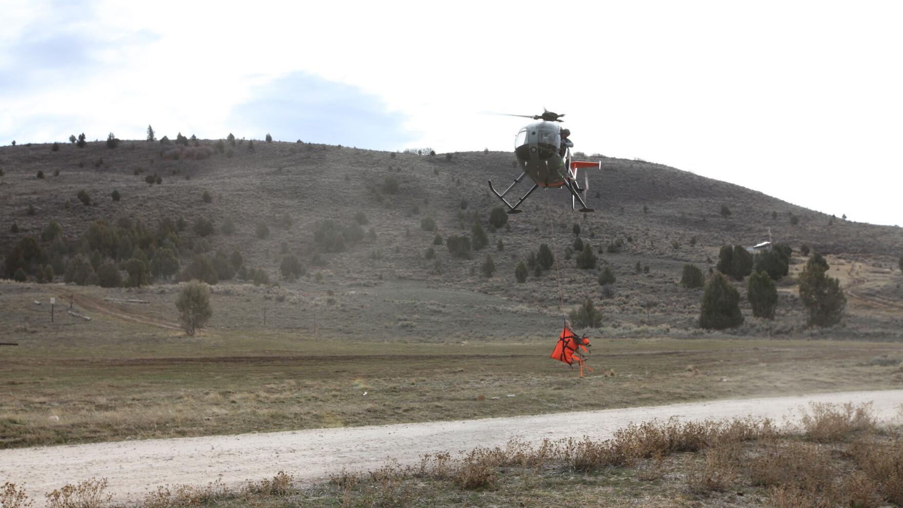 Utah wildlife officials capture more than 1,400 big game animals for ...