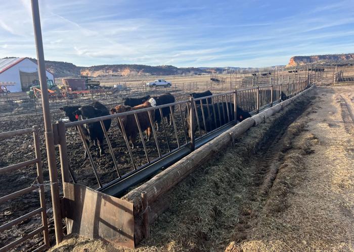 ‘As simple as it can be’: Buck Brand brings homegrown prime Angus beef ...