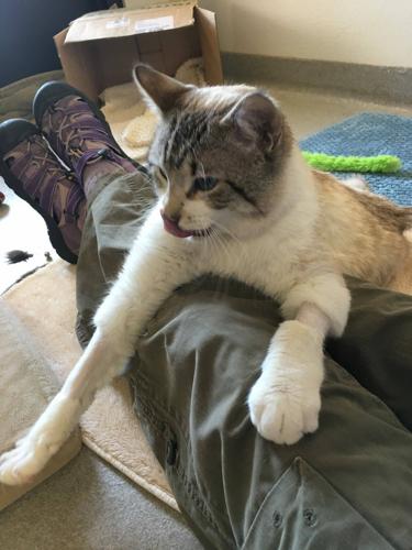 Collective rescue effort saves Bruno the crippled cat | Local News ...