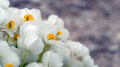 Letter to the Editor: Northern Corridor, repeating history or ...