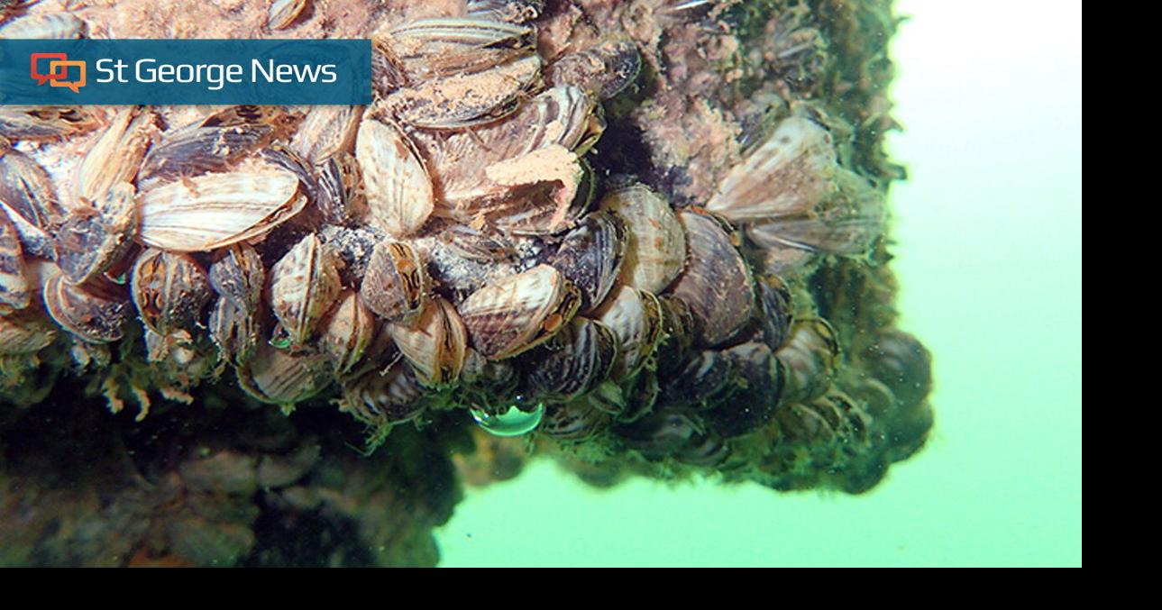 hoover dam quagga mussels
