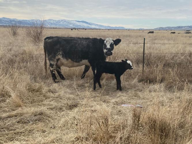 Reward offered after cow killed in Juab County, leaving nursing calf ...