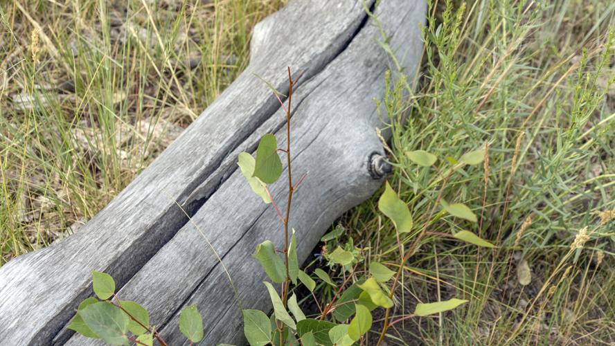 How can tracking deer benefit Fishlake National Forest’s Pando clone ...