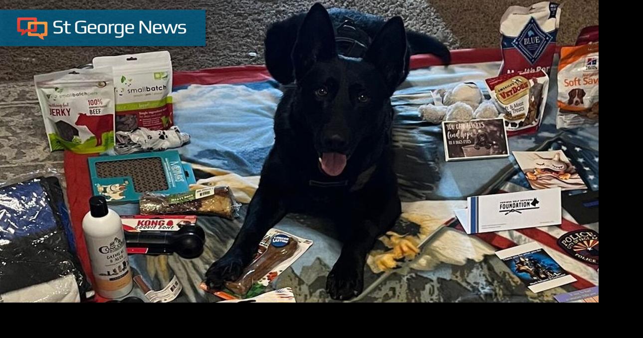 Stabbed Hurricane K-9 nearly ready to get his paws back on patrol | Local News | stgeorgeutah.com