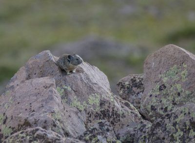 Pika: An ‘insanely adorable,’ high-mountain mammal with attitude found ...